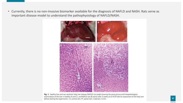Comparative biology of rat and human | PPTX