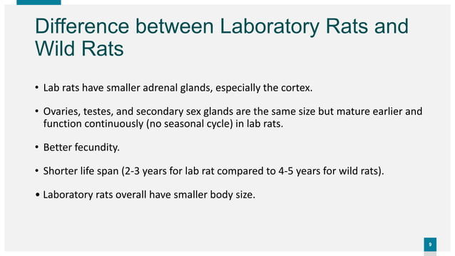 Comparative biology of rat and human | PPTX