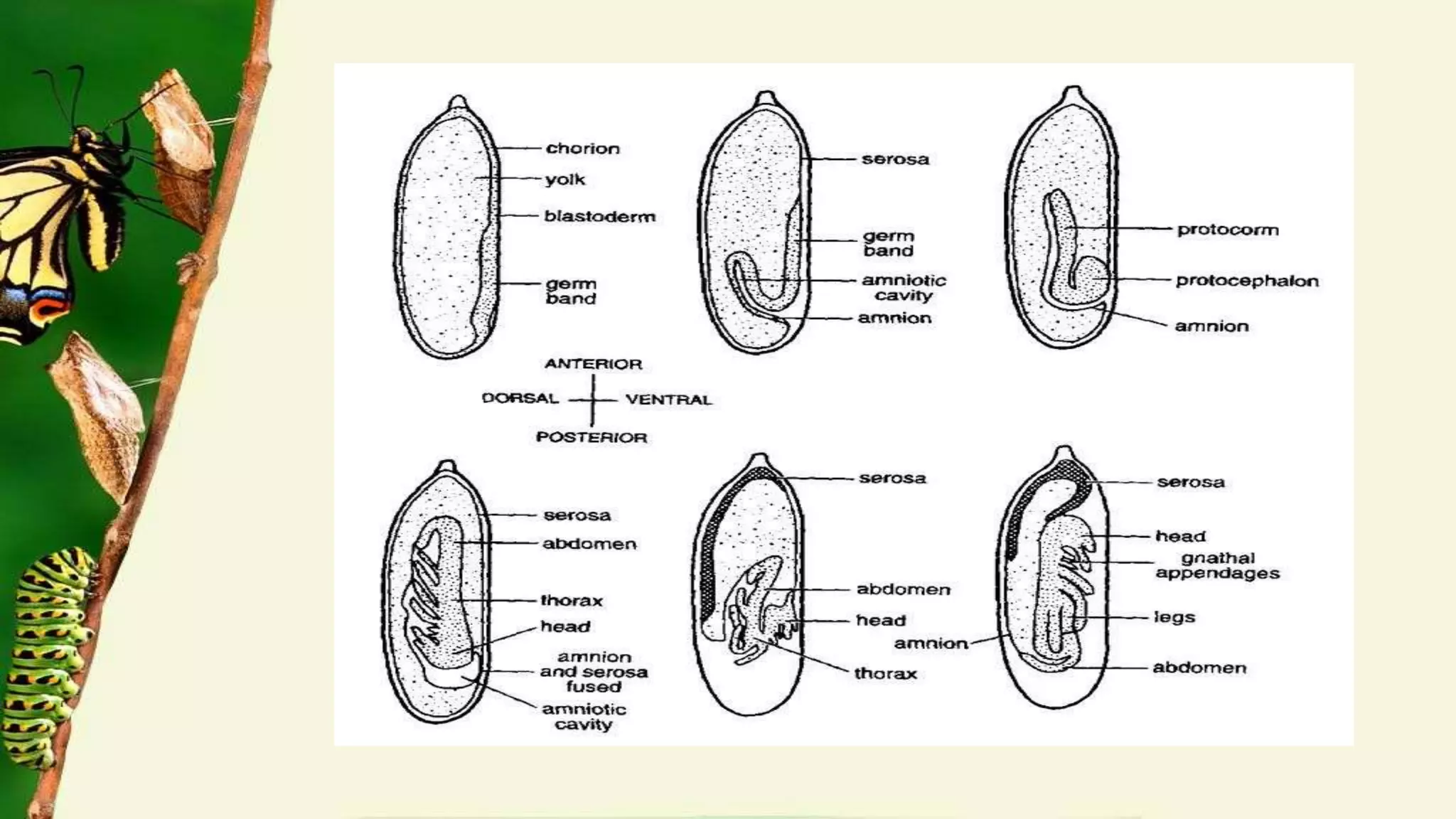 Comparative embryology of different insects_Zubair.pptx