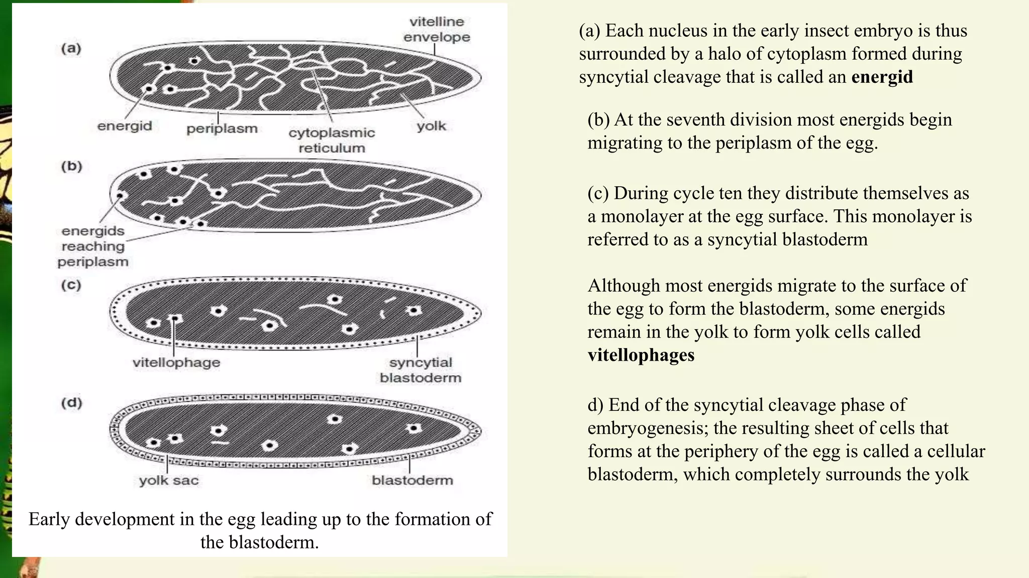 Comparative embryology of different insects_Zubair.pptx