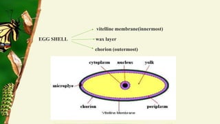 Comparative embryology of different insects_Zubair.pptx