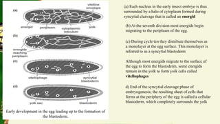 Comparative embryology of different insects_Zubair.pptx