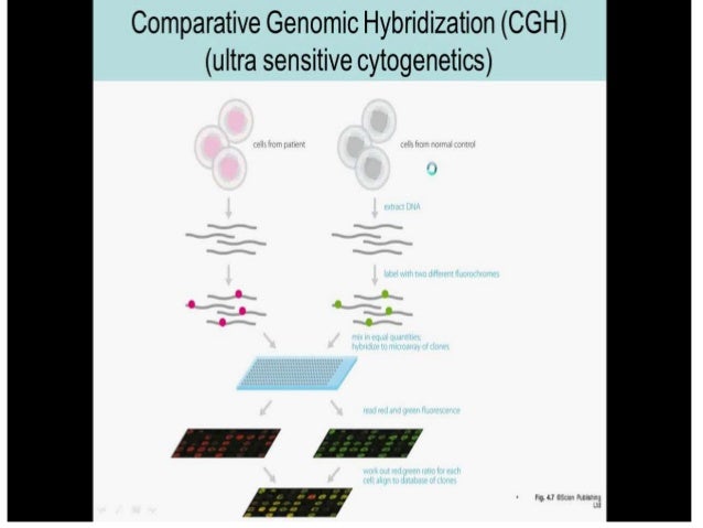 Comparative genomic hybridization Comparative genomic hybridization