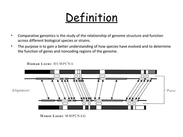 Comparative Genomics Ppt 5255