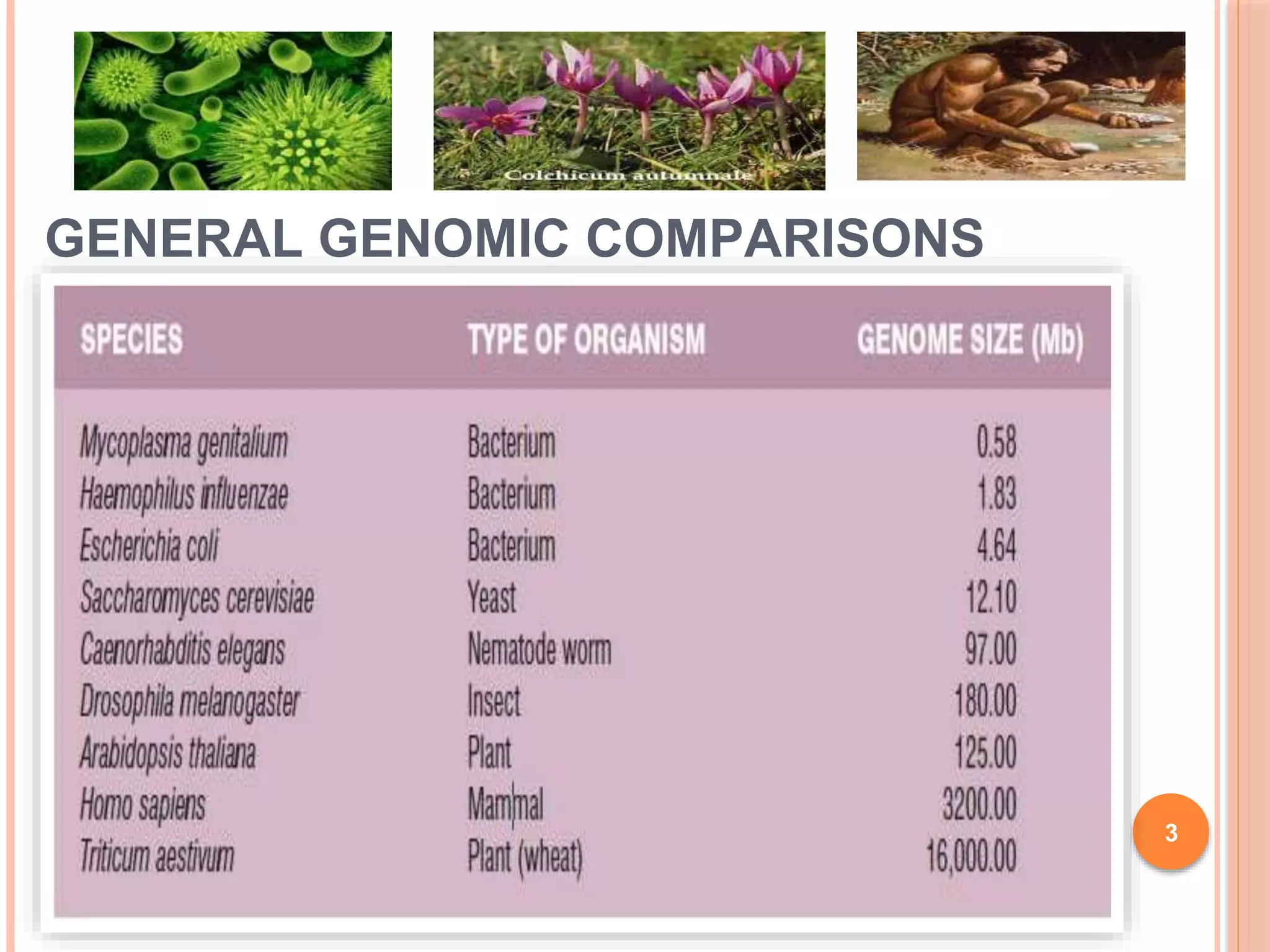 Comparative genomics | PPTX