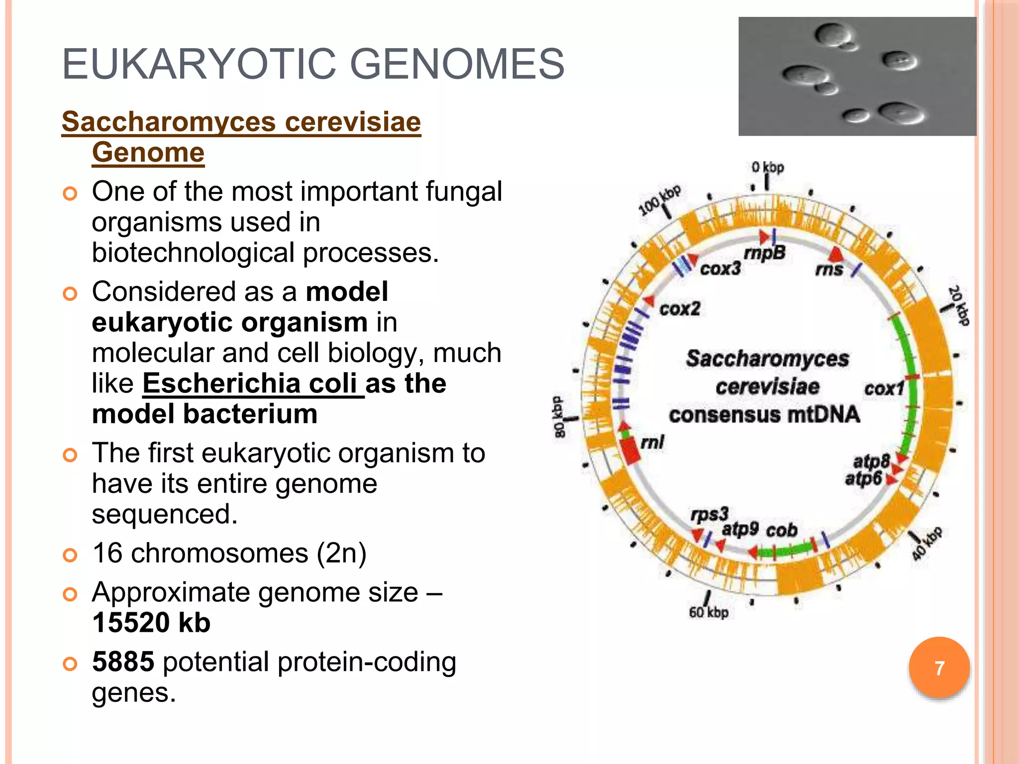 Comparative genomics | PPTX