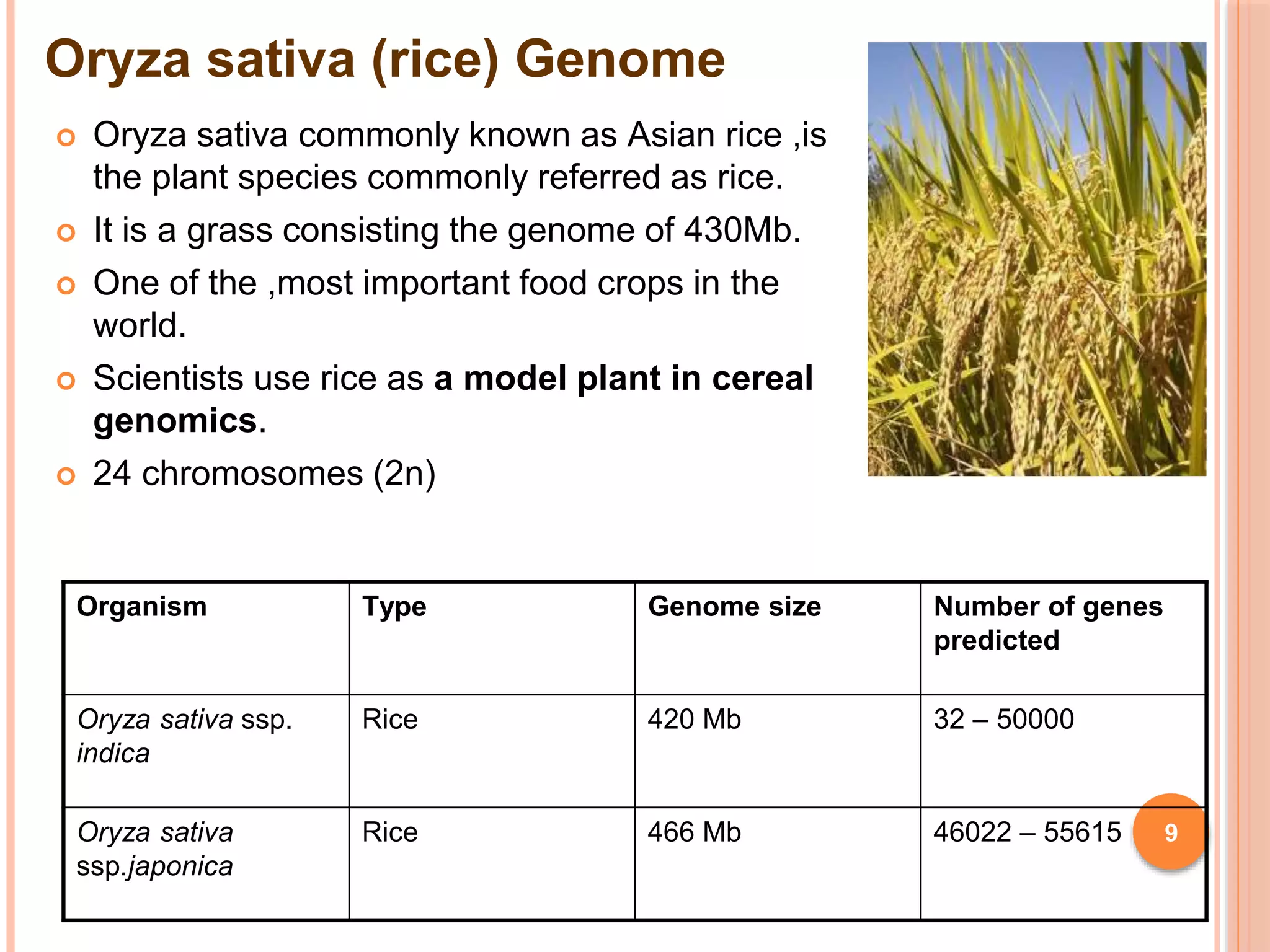 Comparative genomics | PPTX