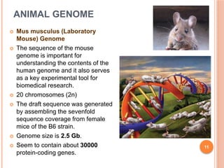 Comparative genomics | PPT