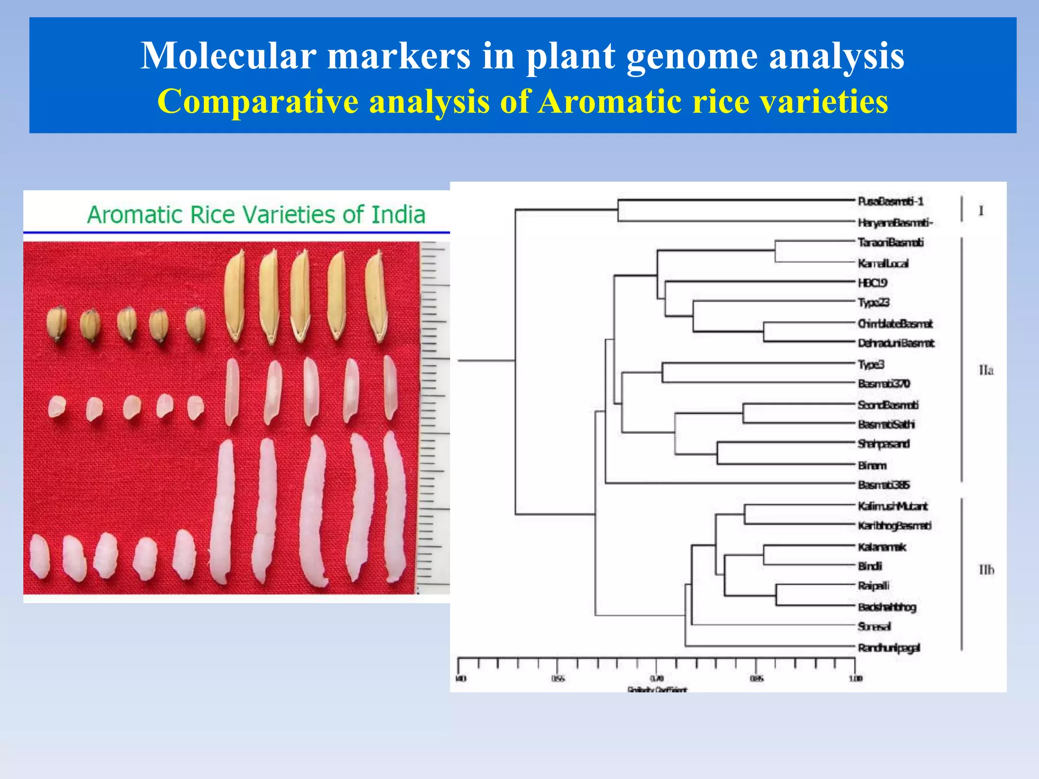 Comparative genomics | PPTX