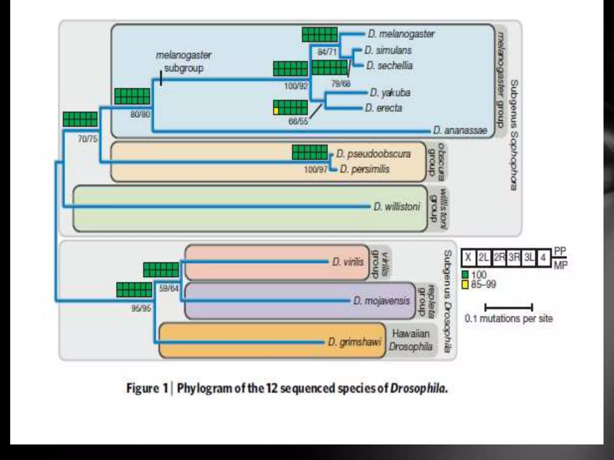 Comparative genomics presentation | PPT