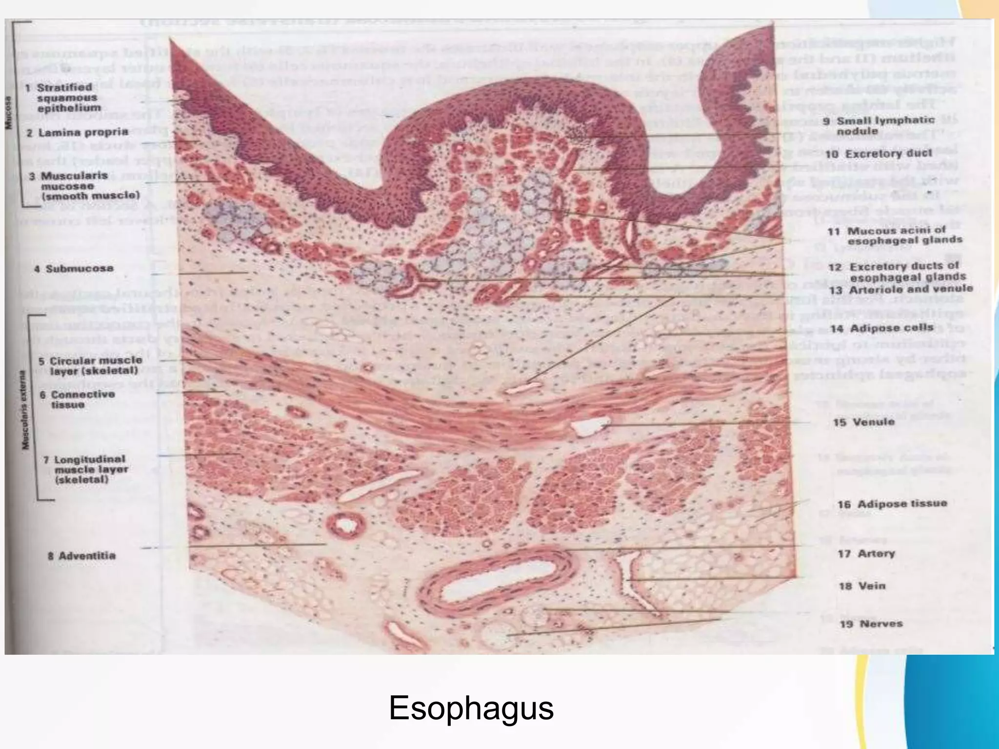 Comparative histology and histopathology of ruminant esophagus | PPTX