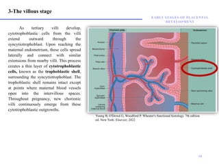 Comparative histology of early and late placental development - maha ...