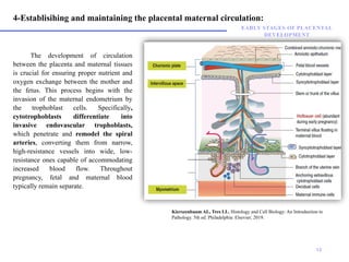 Comparative histology of early and late placental development - maha ...