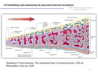 Comparative histology of early and late placental development - maha ...