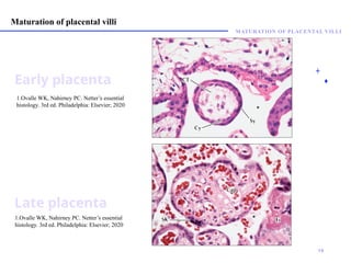 Comparative histology of early and late placental development - maha ...