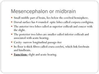 comparative_Nervous_Syst_Vertebrate_Life_Sciences_1yr_PDF.pdf