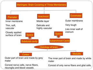 comparative_Nervous_Syst_Vertebrate_Life_Sciences_1yr_PDF.pdf