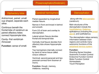 comparative_Nervous_Syst_Vertebrate_Life_Sciences_1yr_PDF.pdf
