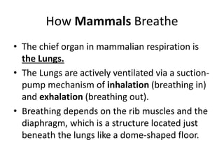 Comparative physiology of respiratory system of different species | PDF