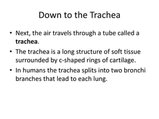 Comparative physiology of respiratory system of different species | PDF