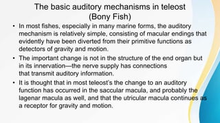 COMPARATIVE PHYSIOLOGY OF THE SENSE OF HEARING IN DIFFERENT ANIMALS.pptx