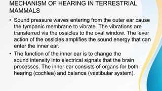 COMPARATIVE PHYSIOLOGY OF THE SENSE OF HEARING IN DIFFERENT ANIMALS.pptx