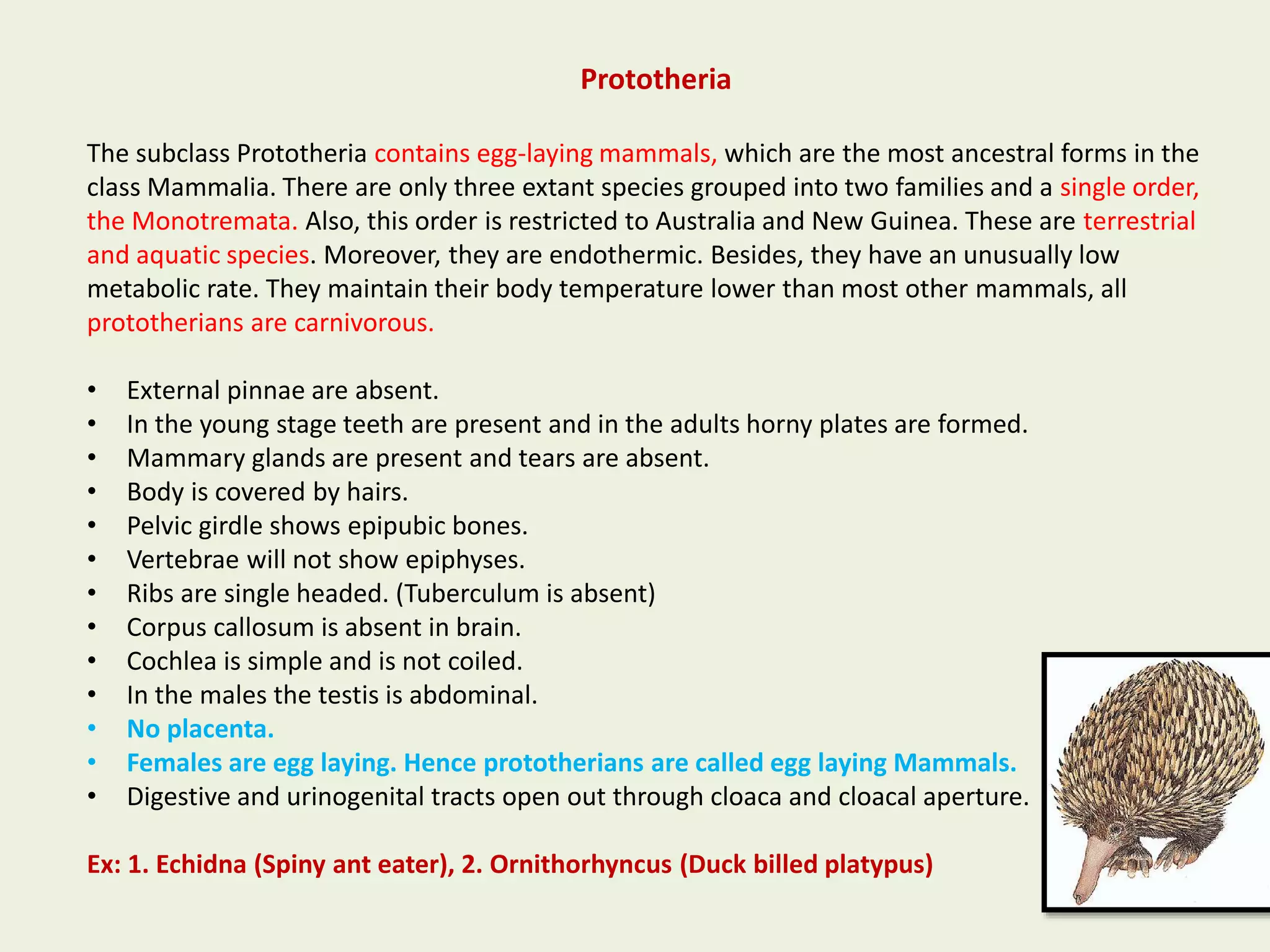 Comparative pro,mete,& eutheria, features of prototheria to eutheria ...