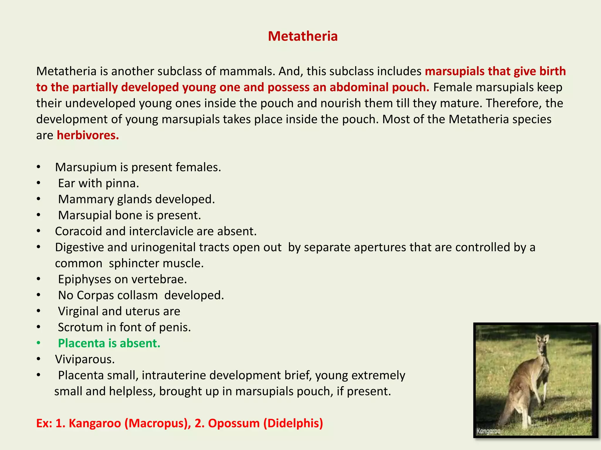 Comparative pro,mete,& eutheria, features of prototheria to eutheria ...