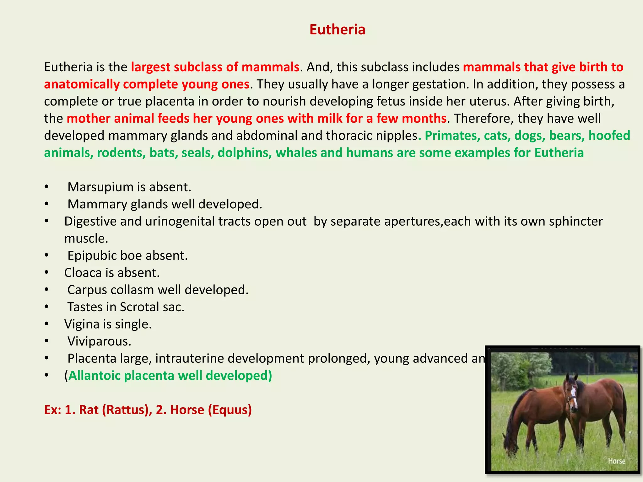 Comparative pro,mete,& eutheria, features of prototheria to eutheria ...