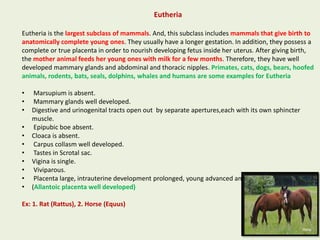 Comparative pro,mete,& eutheria, features of prototheria to eutheria ...