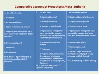 Comparative pro,mete,& eutheria, features of prototheria to eutheria ...