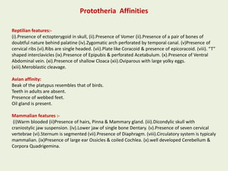 Comparative pro,mete,& eutheria, features of prototheria to eutheria ...