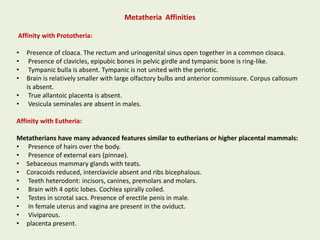 Comparative pro,mete,& eutheria, features of prototheria to eutheria ...