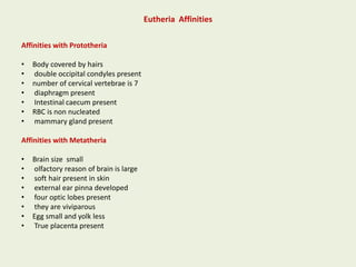 Comparative pro,mete,& eutheria, features of prototheria to eutheria ...