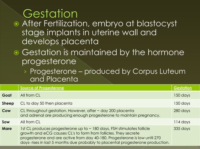 Comparative Reproductive Anatomy | PPTX | Infertility | Reproductive Health