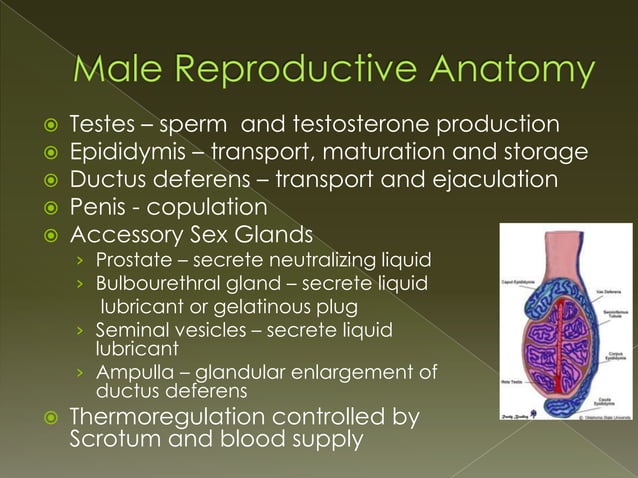 Comparative Reproductive Anatomy | PPTX | Infertility | Reproductive Health
