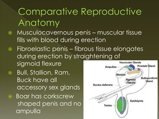 Comparative Reproductive Anatomy | PPTX