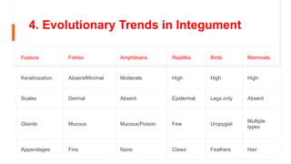 Comparative Structure of Integument in Vertebrates.pptx