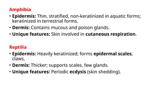 Comparative Structure of Integument in Vertebrates.pptx