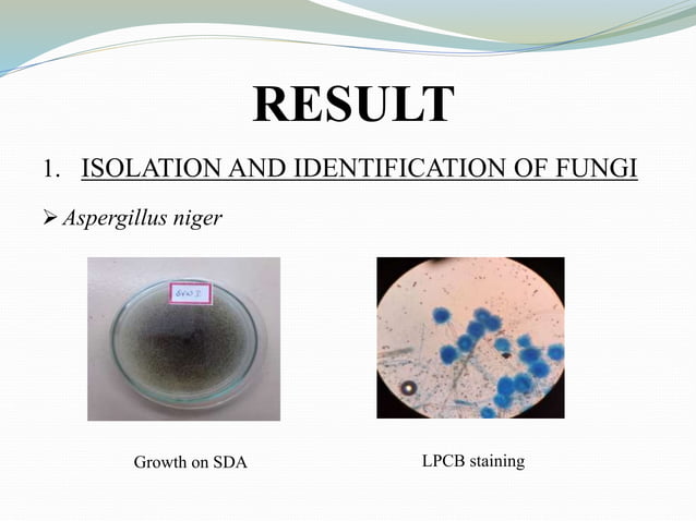 Comparative study of cellulase production by aspergillus niger and trichoderma viridae using ...