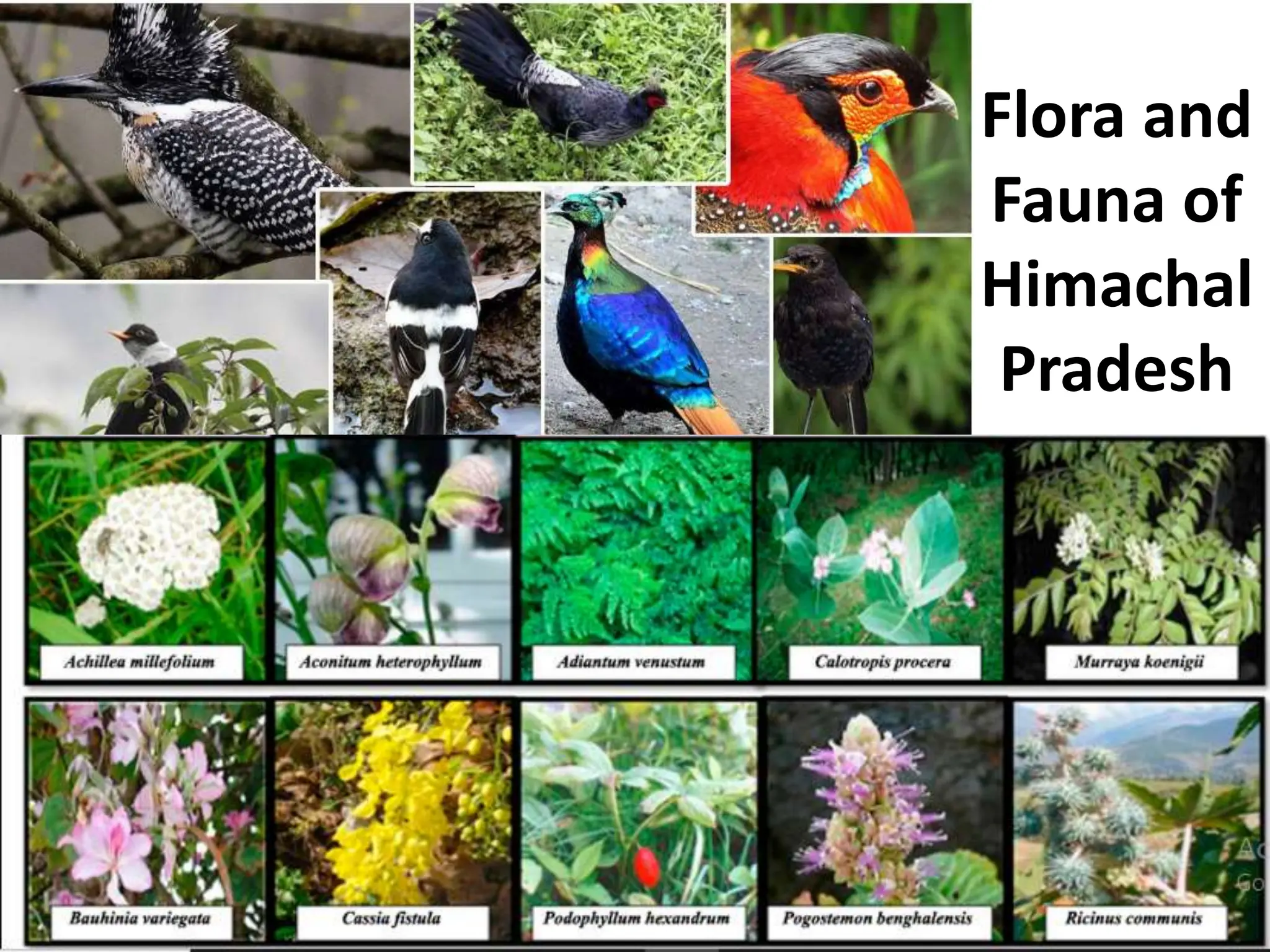 Comparative study of Kerala Vs Himachal Pradesh.pptx