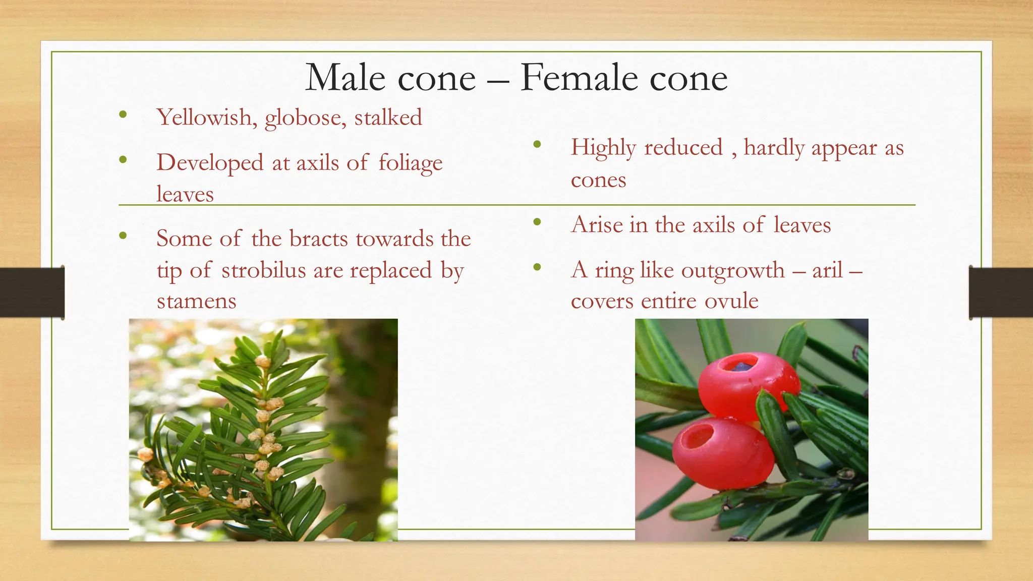 Comparative study of reproductive structures in coniferales.pdf