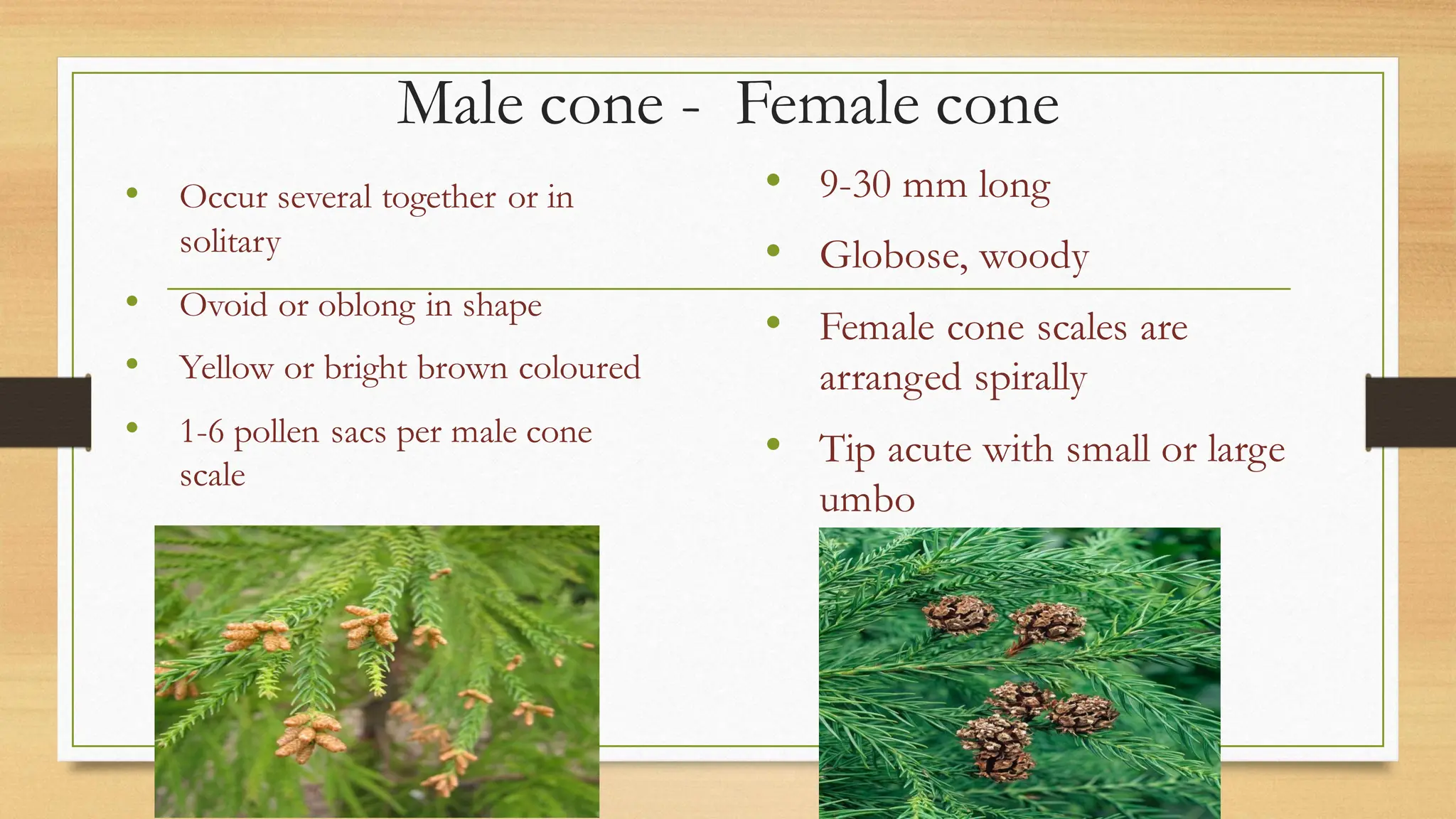 Comparative study of reproductive structures in coniferales.pdf