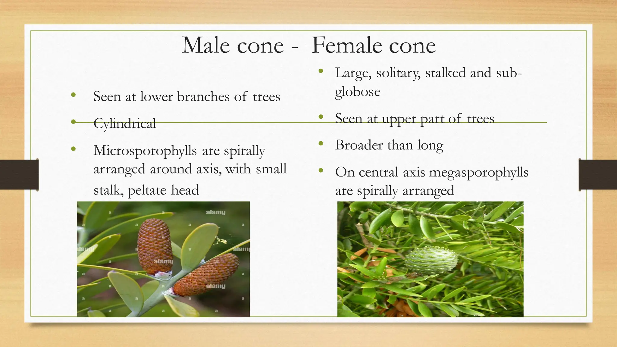 Comparative study of reproductive structures in coniferales.pdf