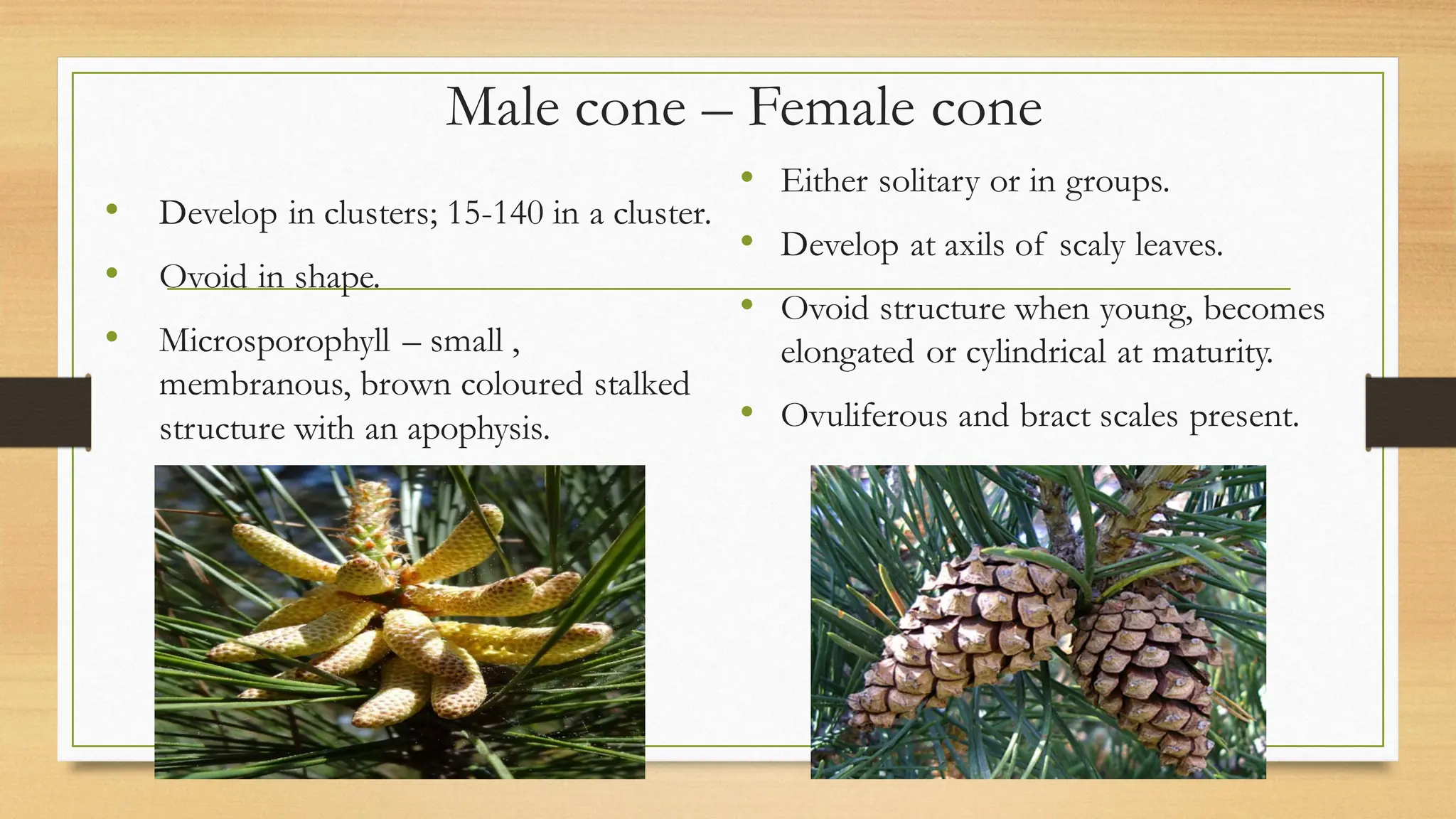 Comparative study of reproductive structures in coniferales.pdf