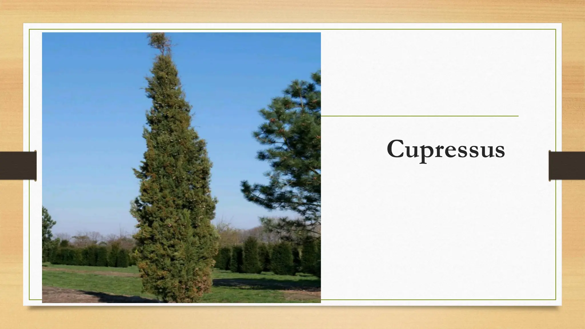 Comparative study of reproductive structures in coniferales.pdf ...