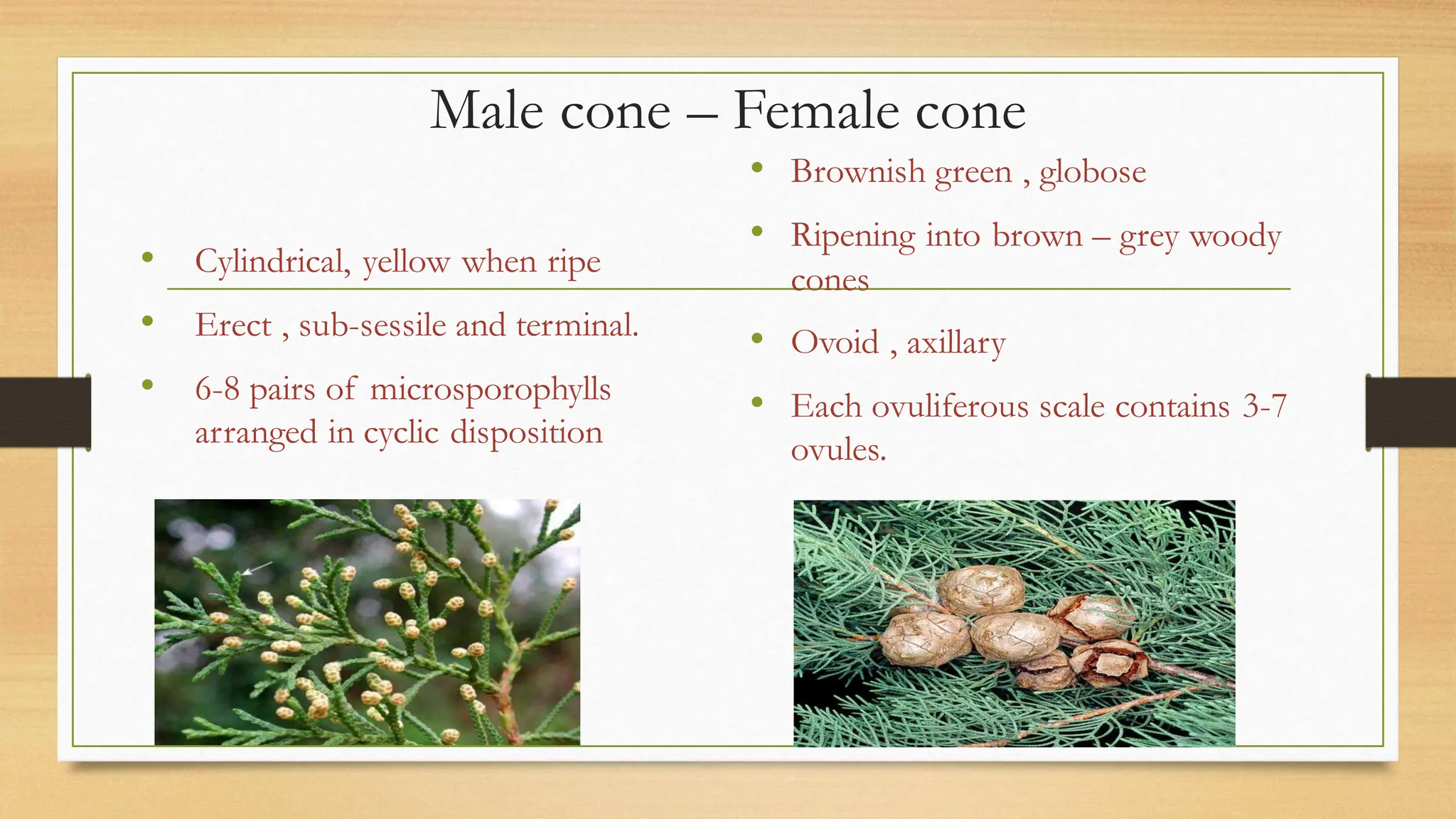 Comparative study of reproductive structures in coniferales.pdf