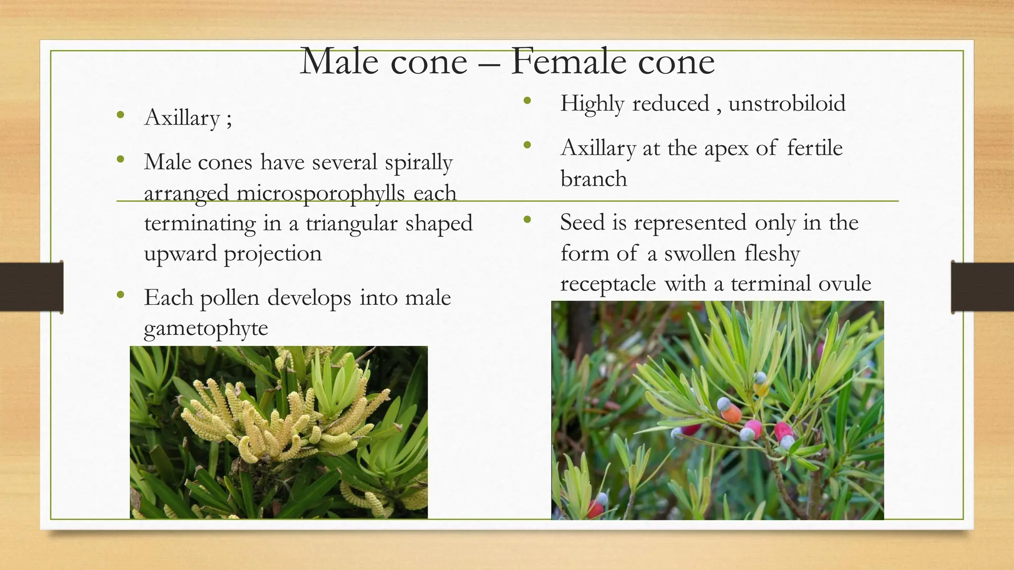 Comparative study of reproductive structures in coniferales.pdf