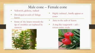 Comparative study of reproductive structures in coniferales.pdf ...