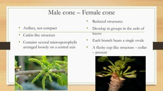Comparative study of reproductive structures in coniferales.pdf ...